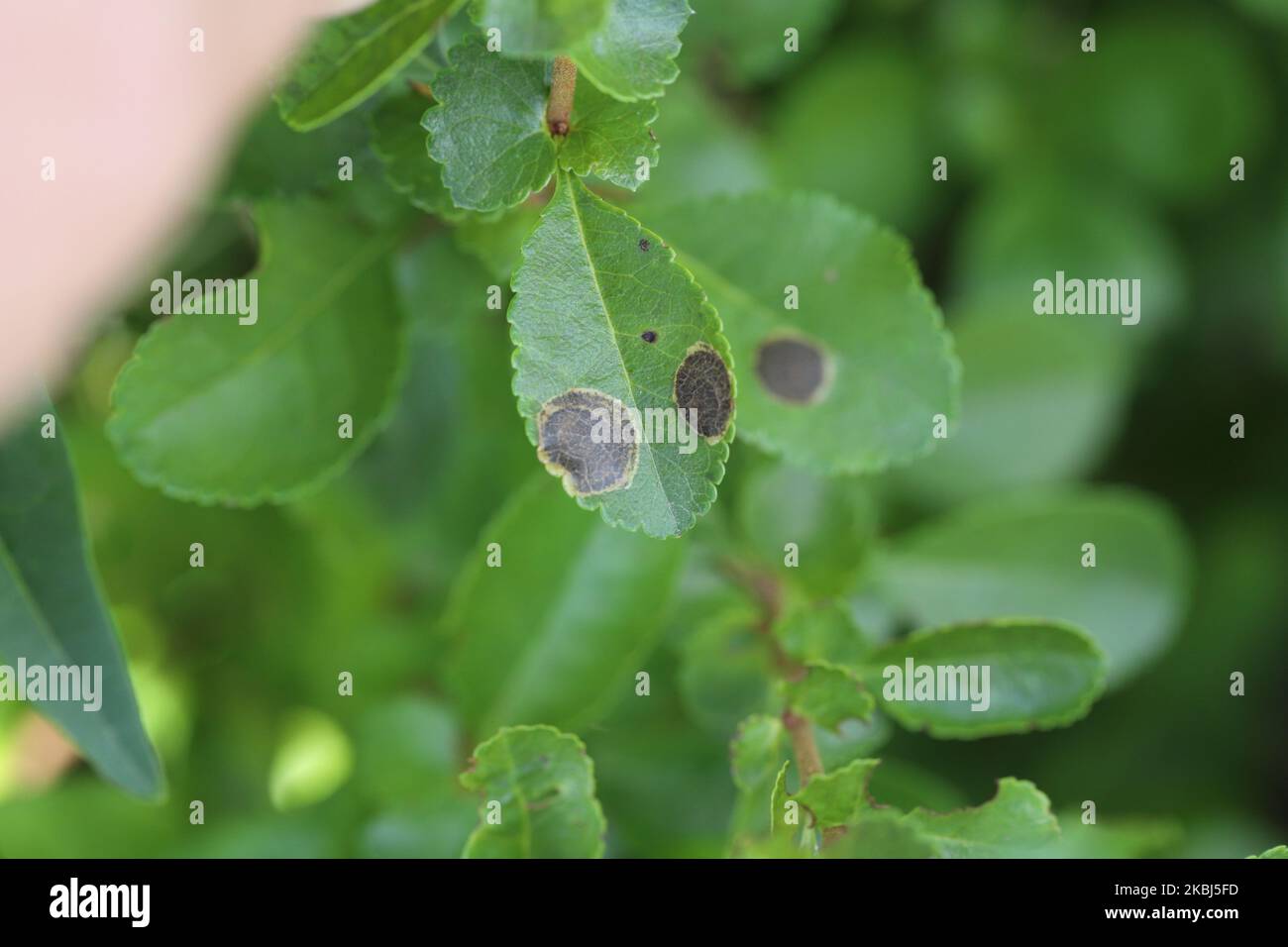 Leaf of quince with mines of Pear-leaf Blister Moth or Leucoptera ...