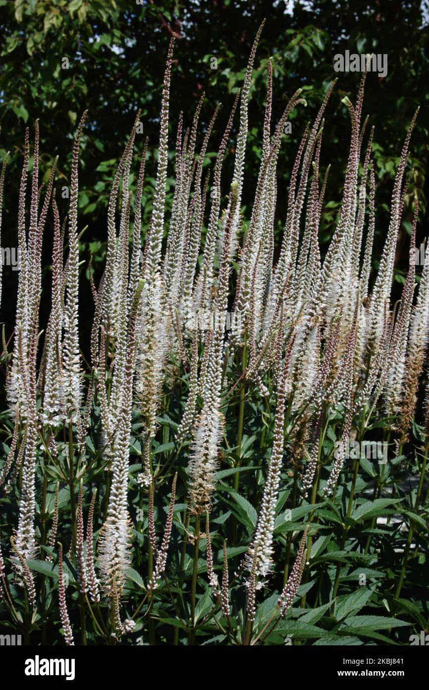 Culver's Root (Veronicastrum virginicum 'Album') in the garden Stock ...