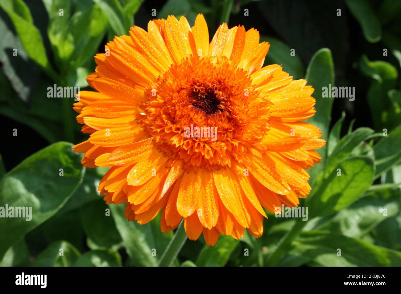 Flower of Pot Marigold (Calendula officinalis 'Kablouna Orange Black ...
