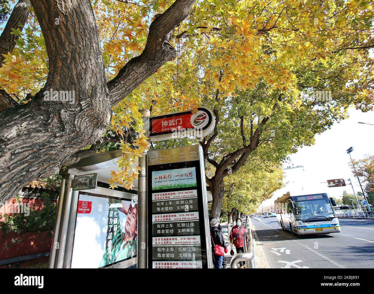 More than ten tall maple trees are as colorful as oil paintings, making ...