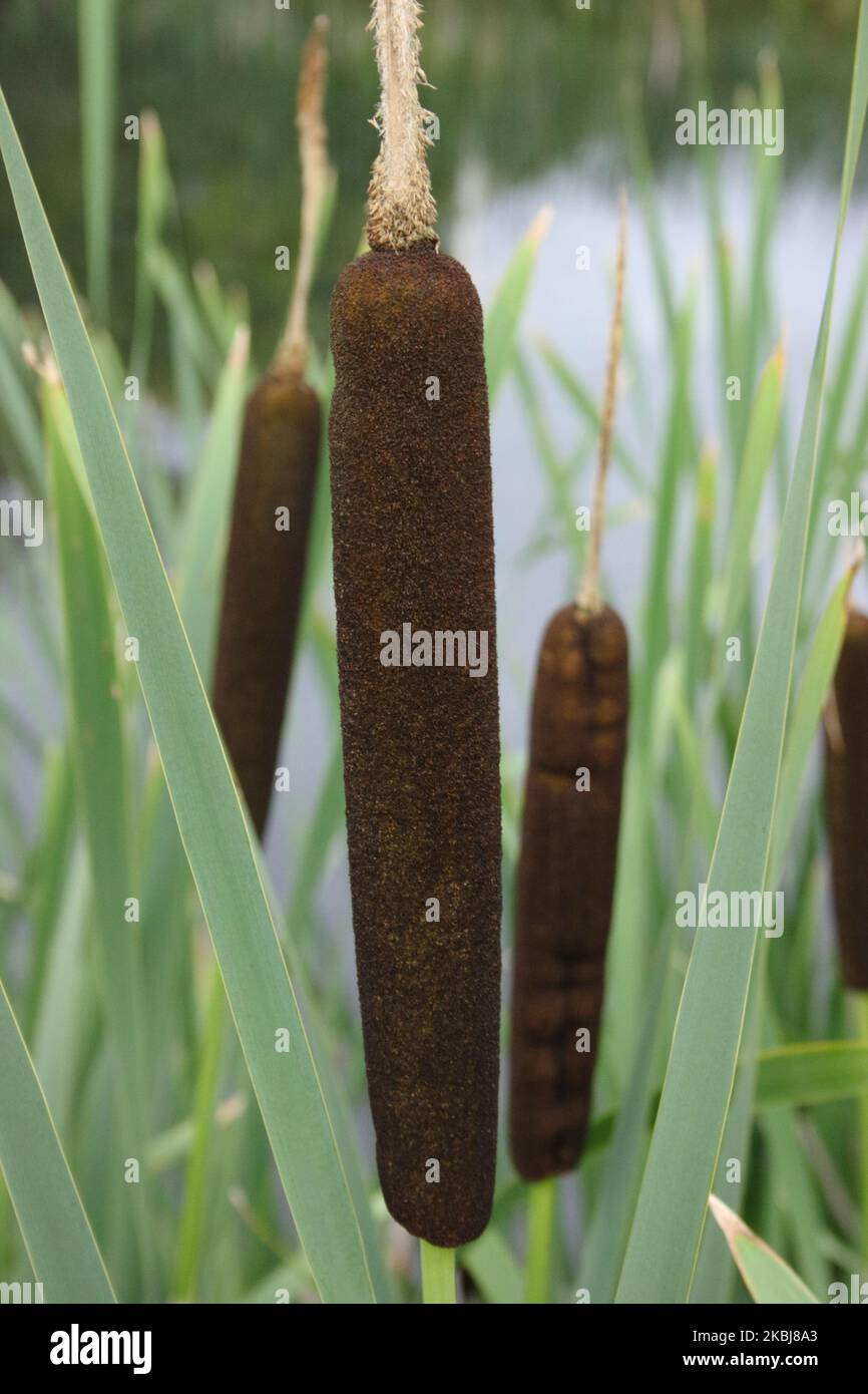 Broadleaf Cattail (Typha latifolia Stock Photo - Alamy