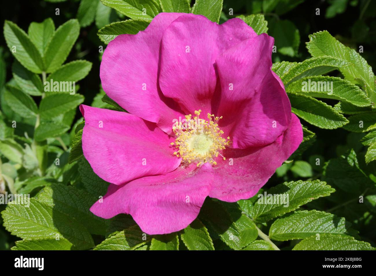 Flower of Japanese Rose (Rosa rugosa Stock Photo - Alamy