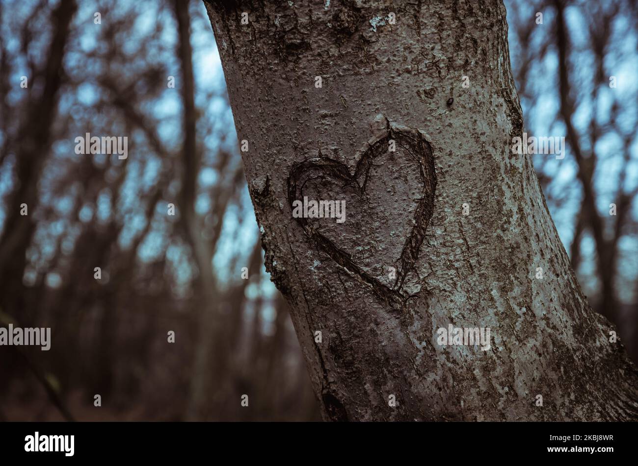 heart sign carved into tree trunk Stock Photo - Alamy