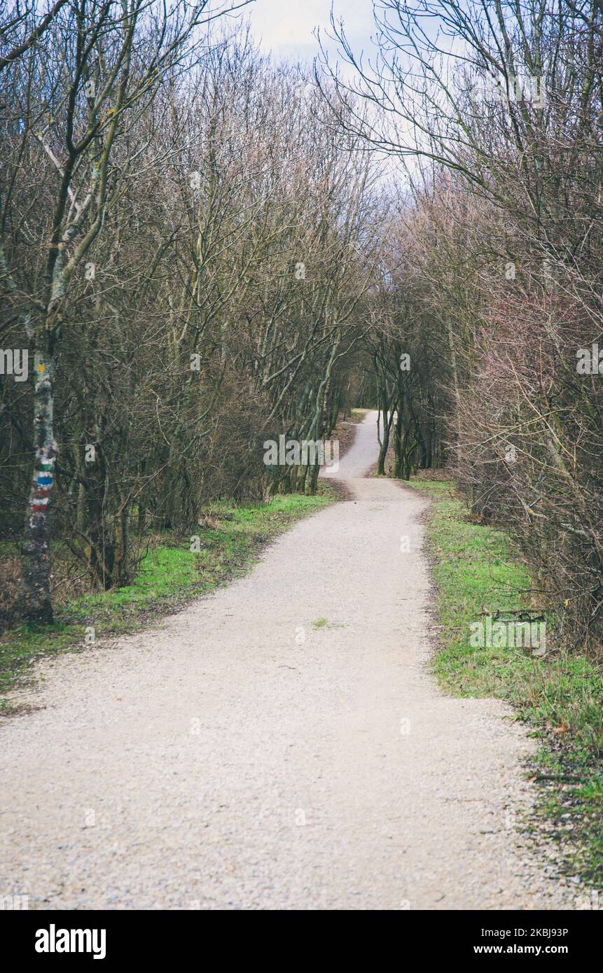 path in spring rural forest Stock Photo - Alamy