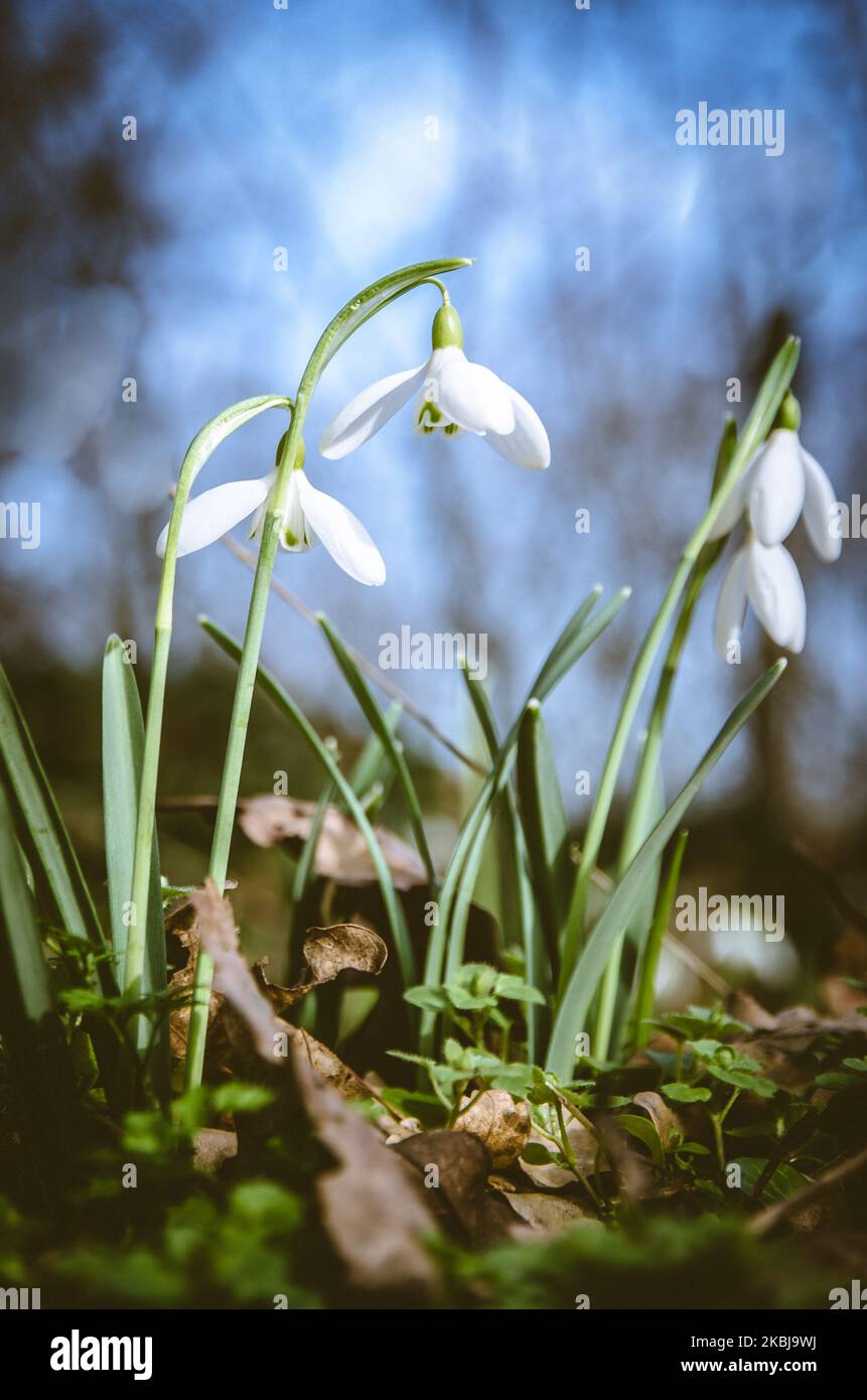 Snowdrop art hi-res stock photography and images - Alamy