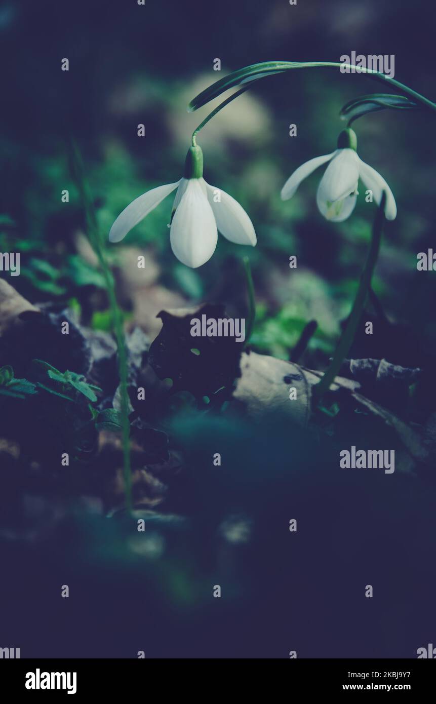 two white snowdrop flowers in the grass Stock Photo - Alamy