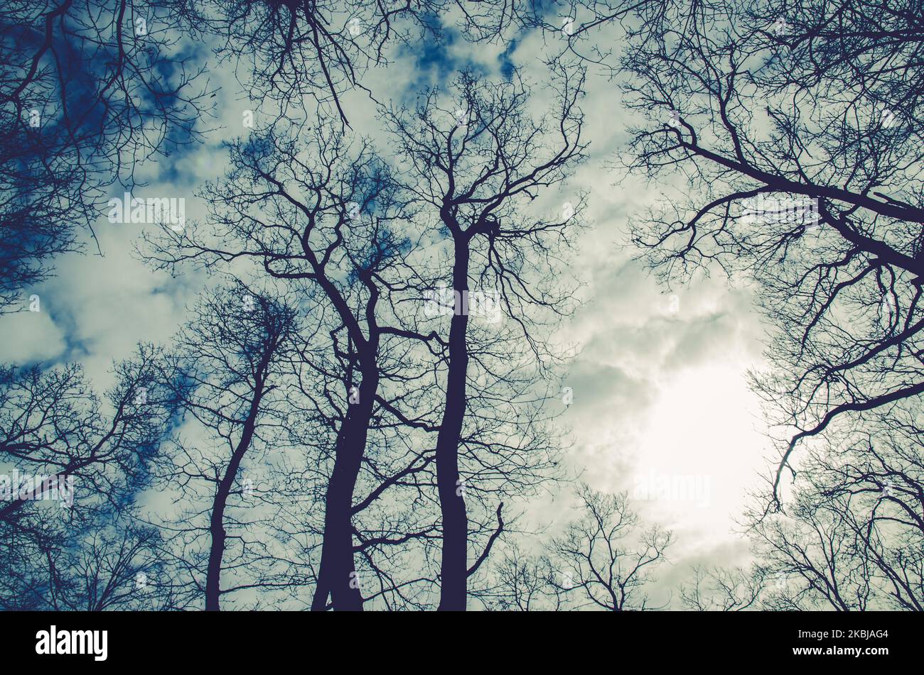 tree trunks in the forest Stock Photo - Alamy