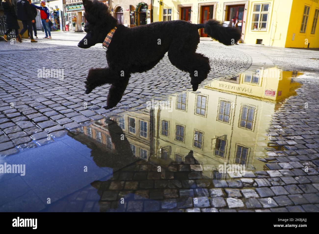 A dog jumps over a pool at the Old Town in Prague, Czech Republic, on ...