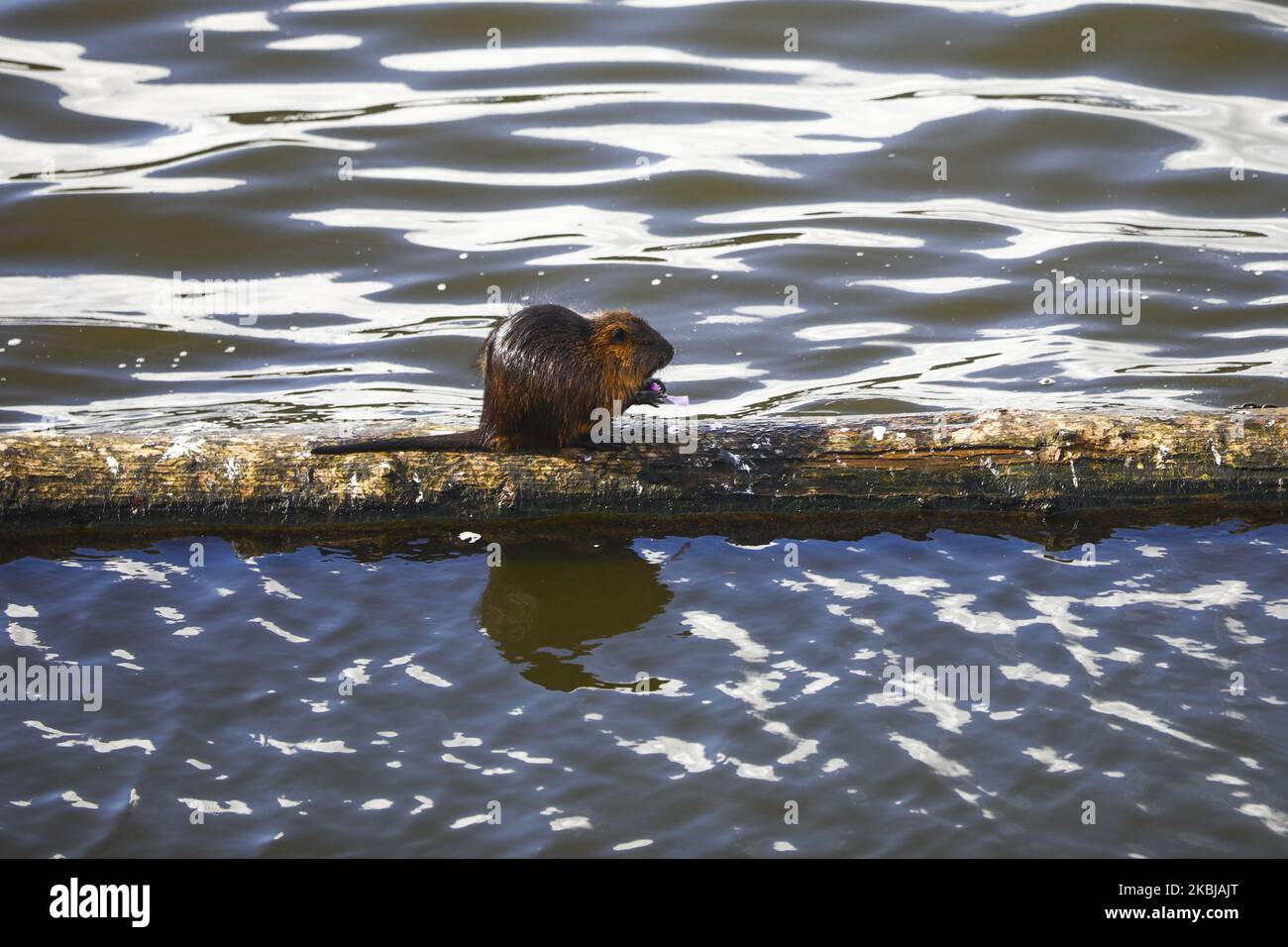 A beaver is seen on Vltava River in Prague, Czech Republic, on 1st ...