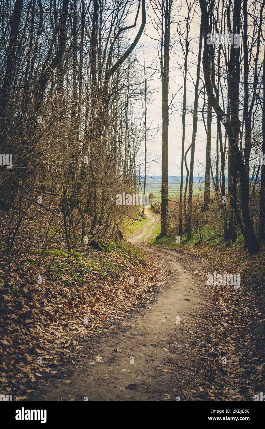 path in spring rural forest Stock Photo - Alamy