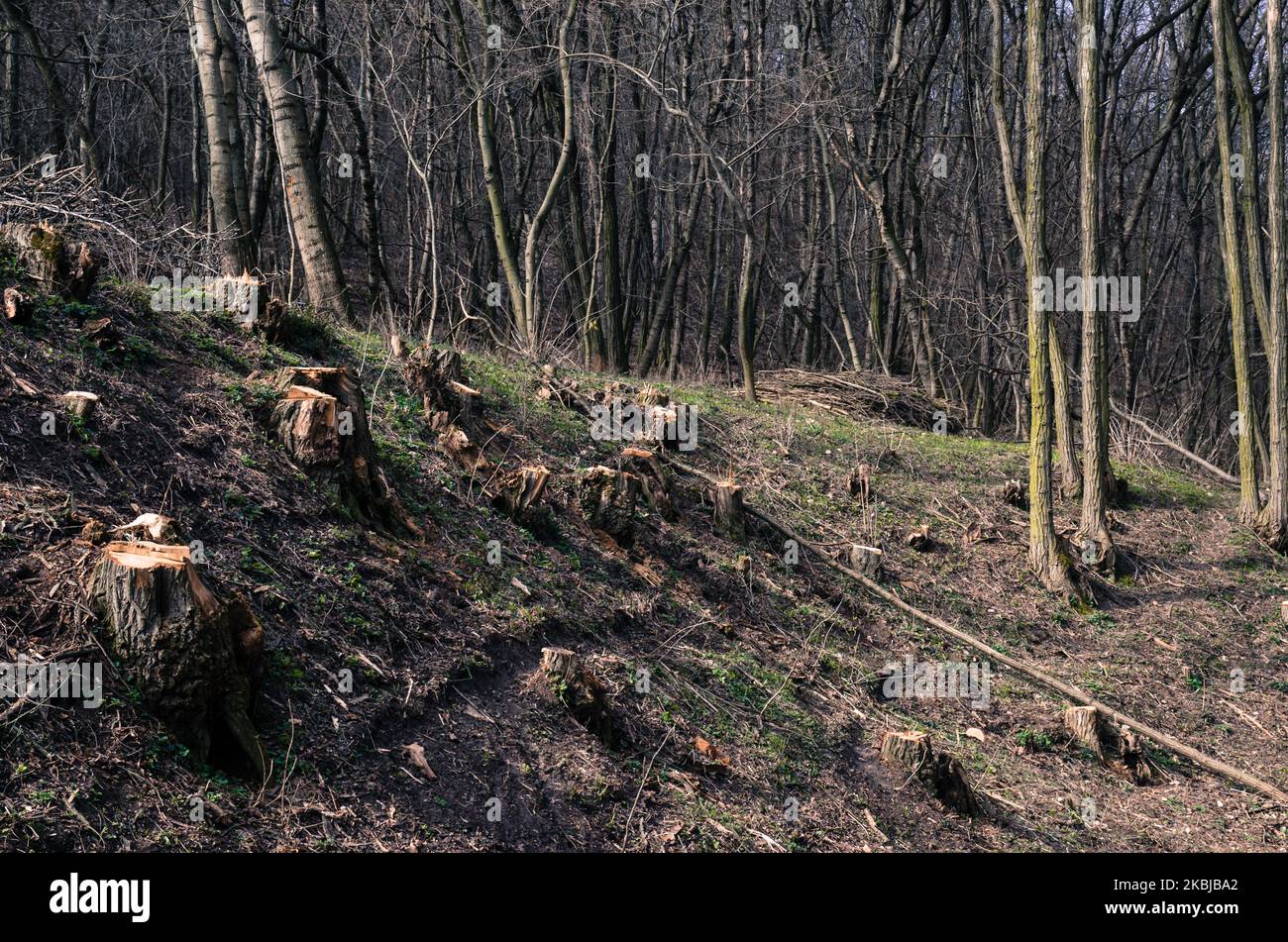 tree stumps in forest glade Stock Photo - Alamy