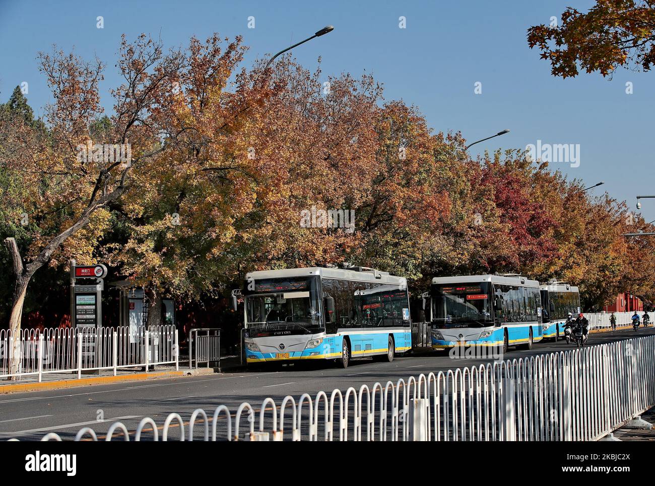 More than ten tall maple trees are as colorful as oil paintings, making ...
