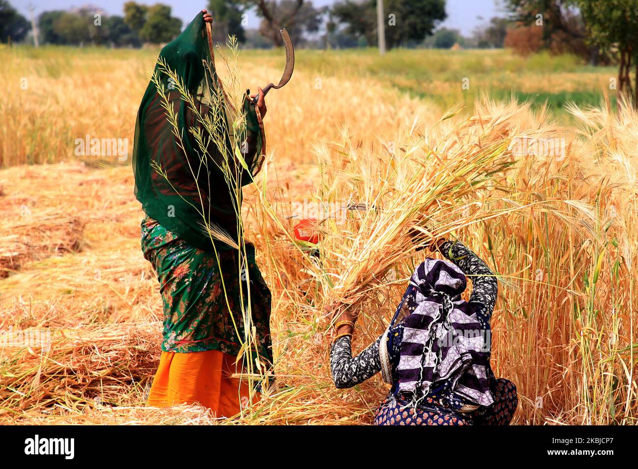Indian farmer harvests wheat crop hi-res stock photography and images ...