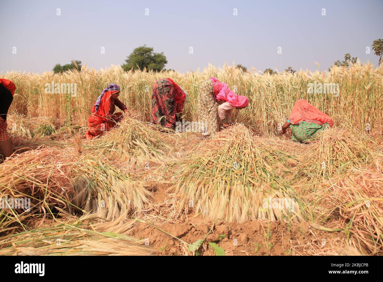Indian farmer harvests wheat crop hi-res stock photography and images ...