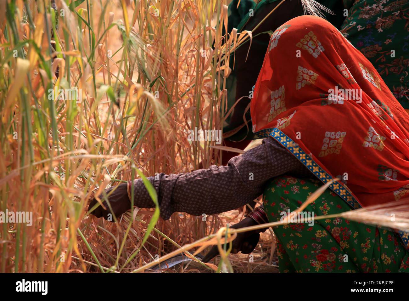 Indian farmer harvests wheat crop hi-res stock photography and images ...