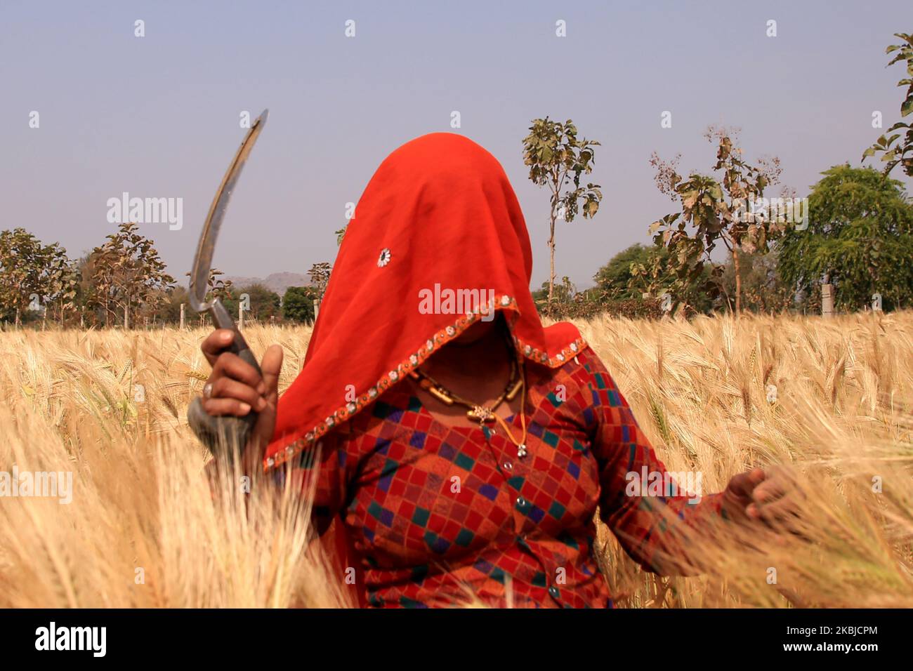 Indian farmer harvests wheat crop hi-res stock photography and images ...