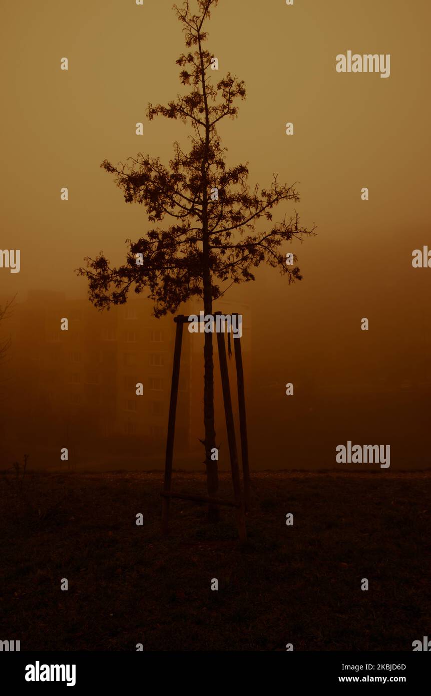 tree and foggy weather in the town Stock Photo - Alamy