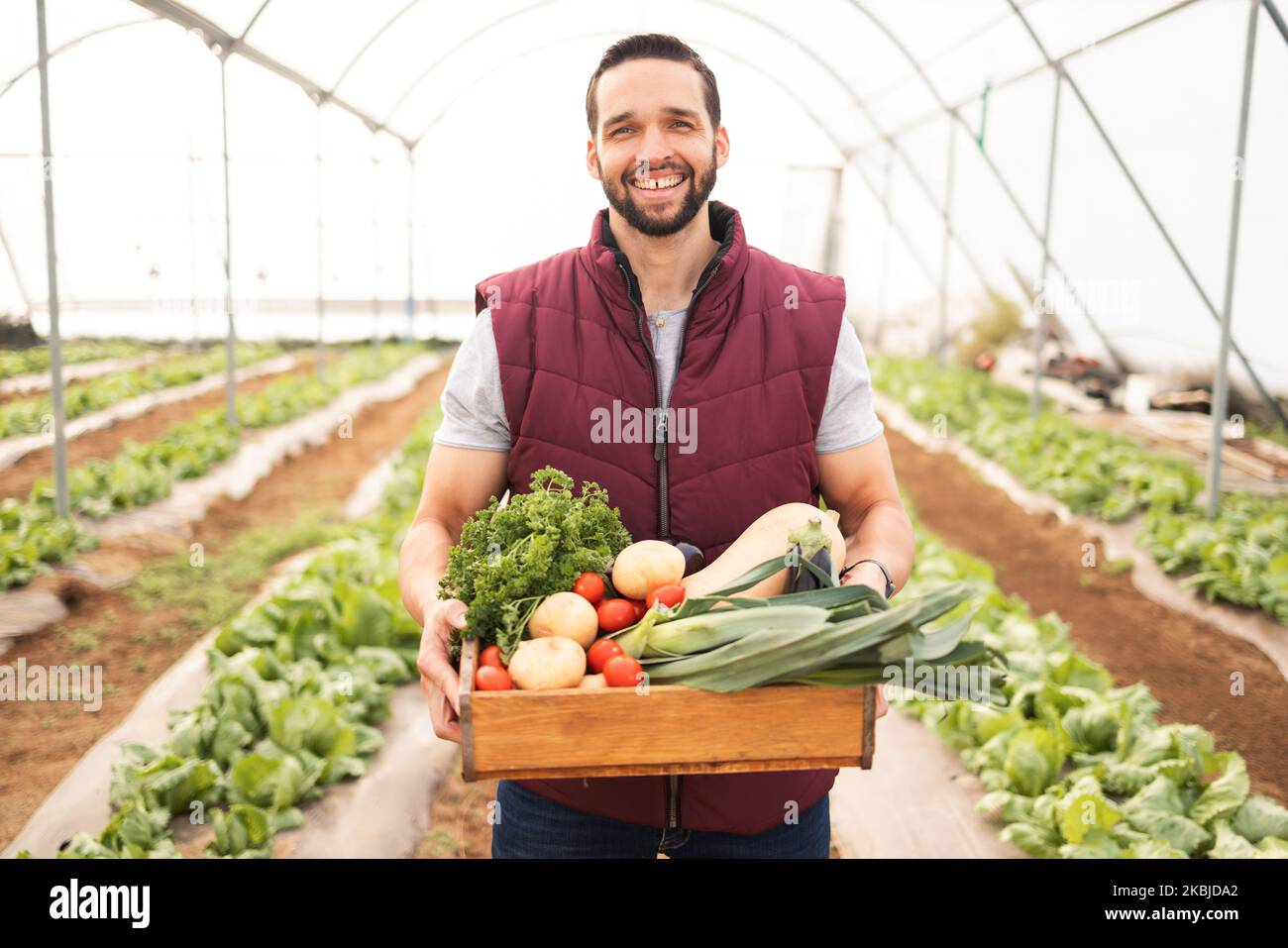 Greenhouse, harvest and man farmer with vegetables in a sustainable ...
