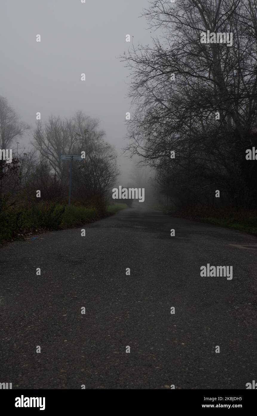 Tree alley foggy path hi-res stock photography and images - Alamy