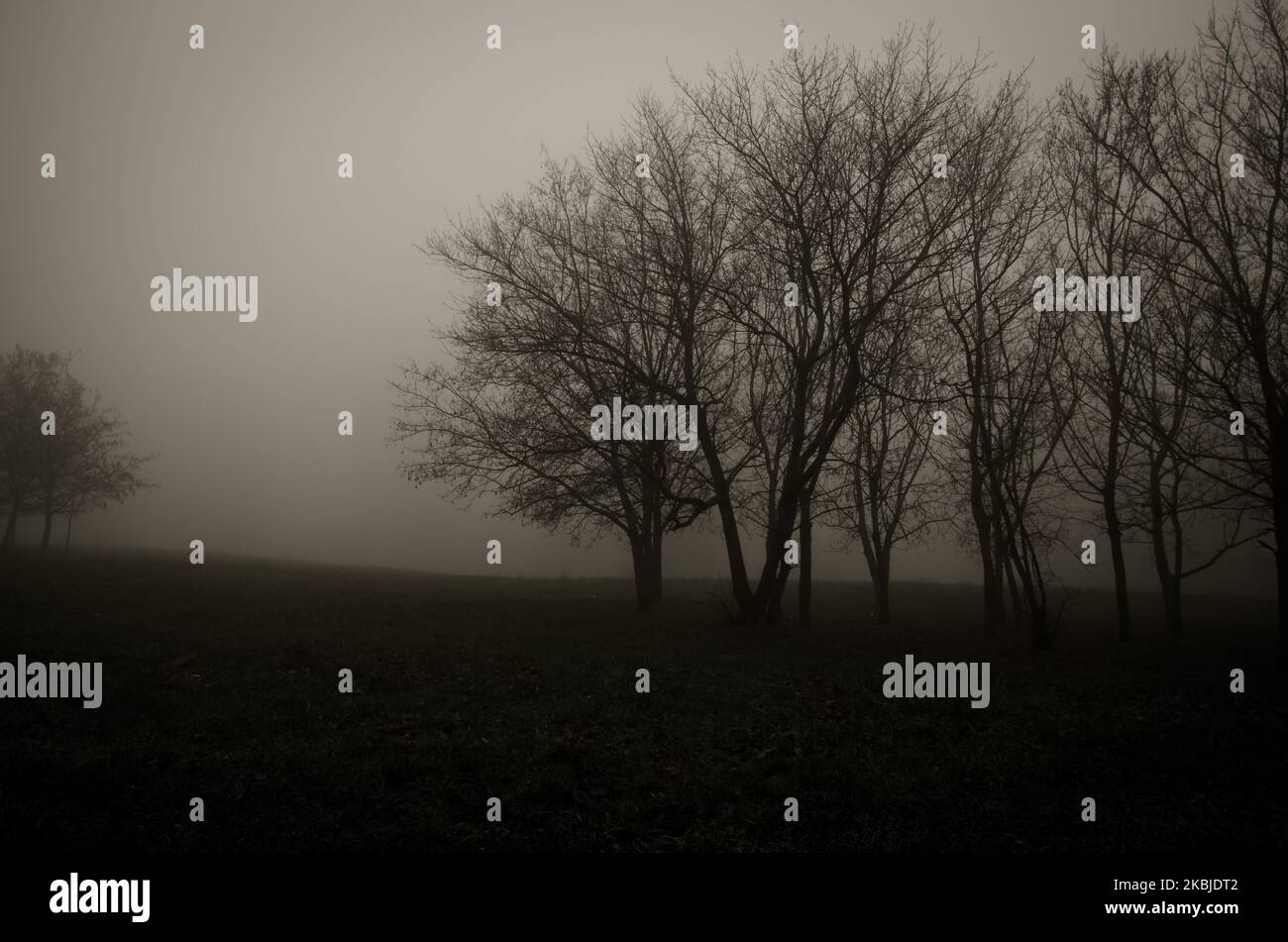 tree in foggy autumn weather Stock Photo - Alamy
