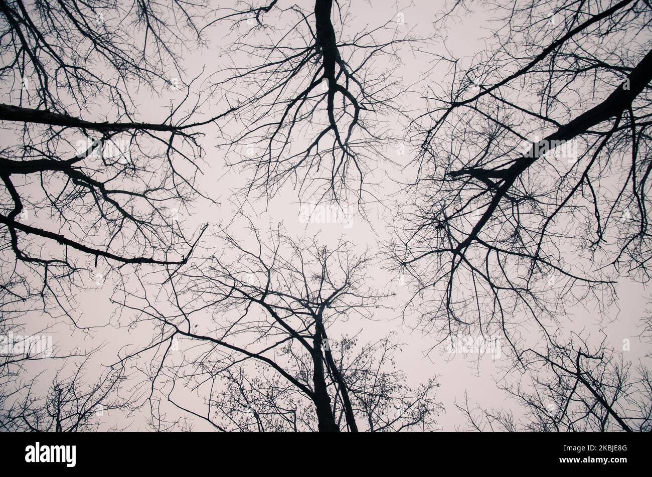 Road tree tops hi-res stock photography and images - Alamy