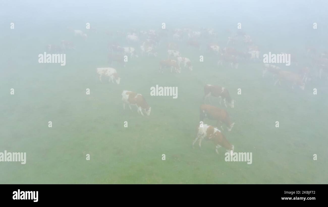 Above view over crowd, herd of bloodstock cows are eating, grazing ...