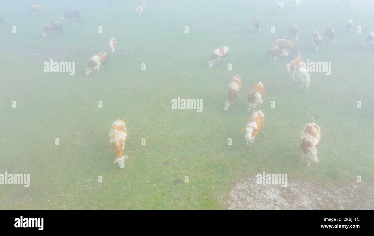 Above view over crowd, herd of bloodstock cows are eating, grazing ...