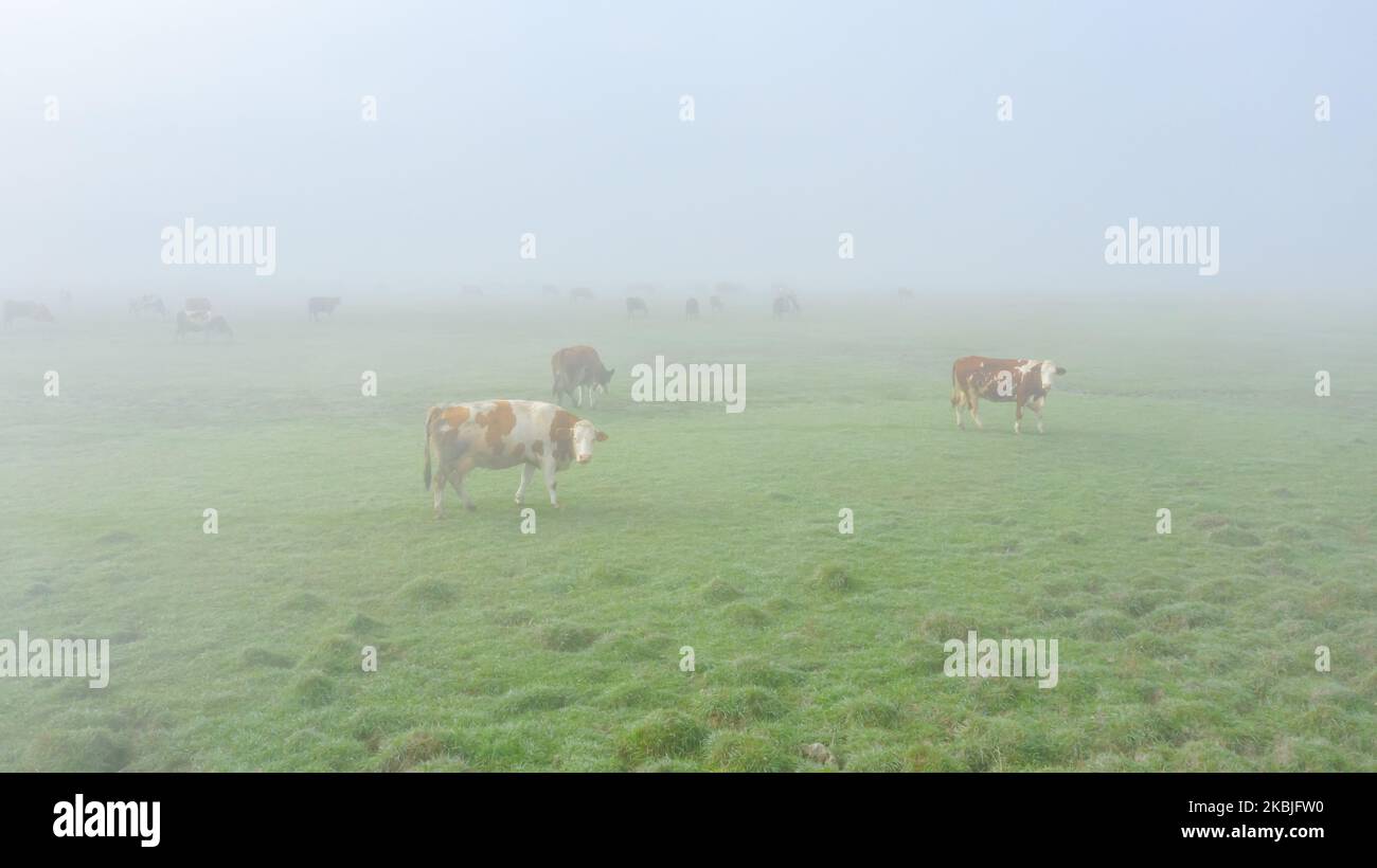 Above view over crowd, herd of bloodstock cows are eating, grazing ...