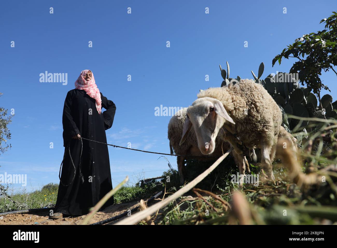 Sohayla al najjar hi-res stock photography and images - Alamy