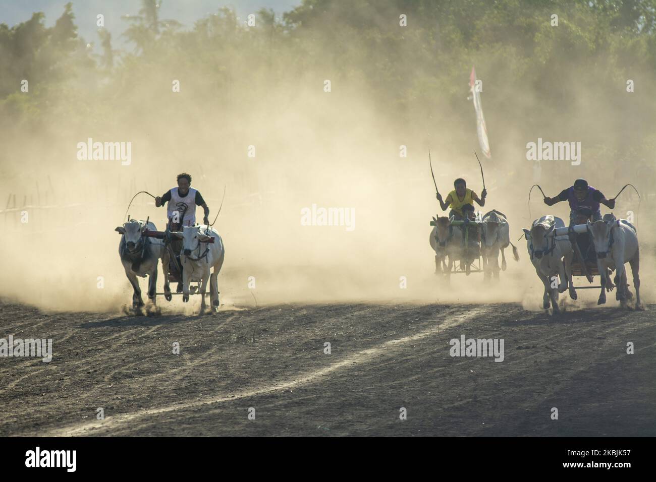 Participants spurred their cattle at a traditional wagon-cow race in ...