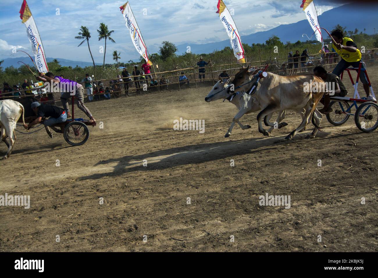 Participants spurred their cattle at a traditional wagon-cow race in ...