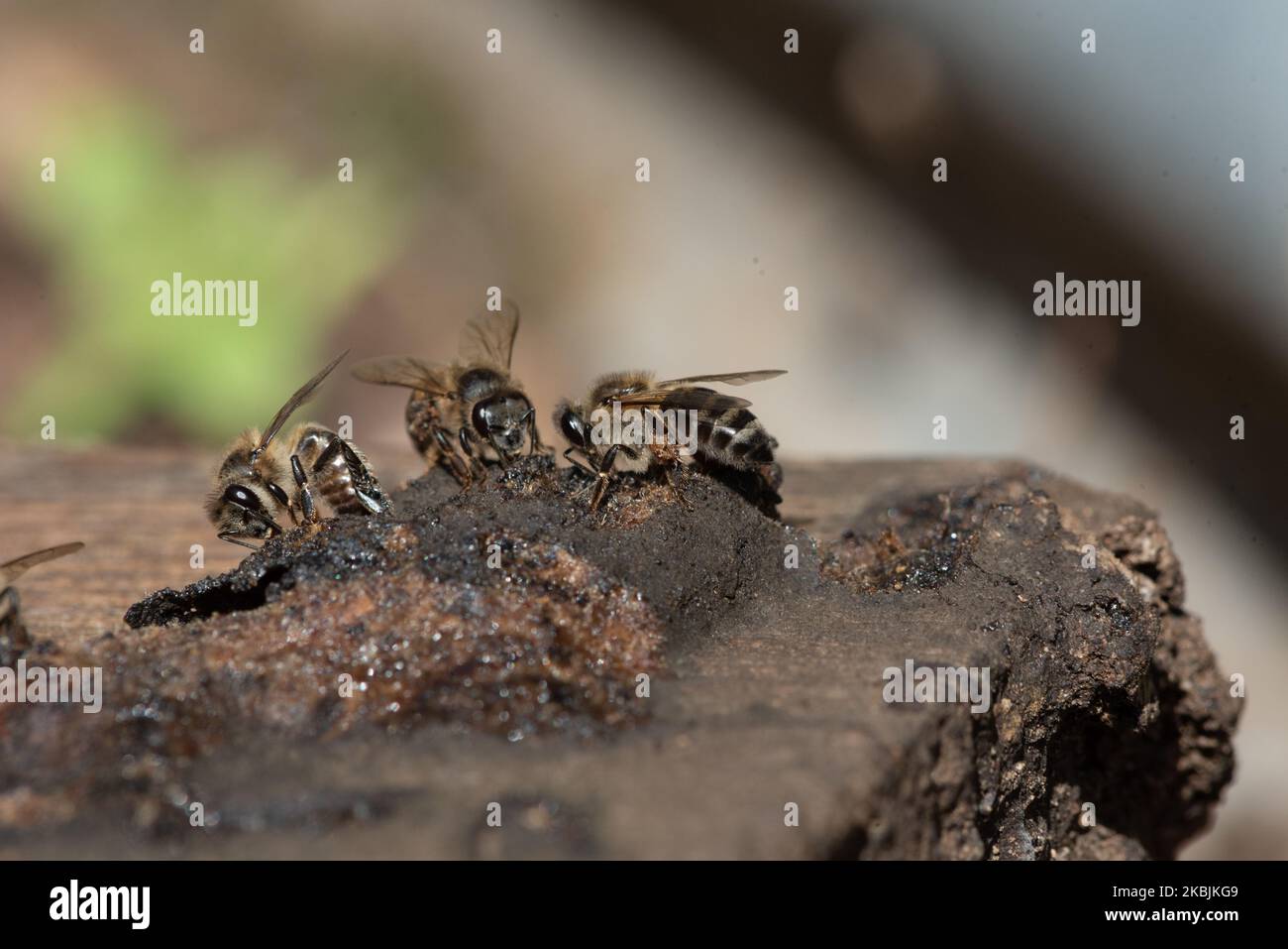 Honey bees, Apis mellifera, recycling propolis from the remains of a ...