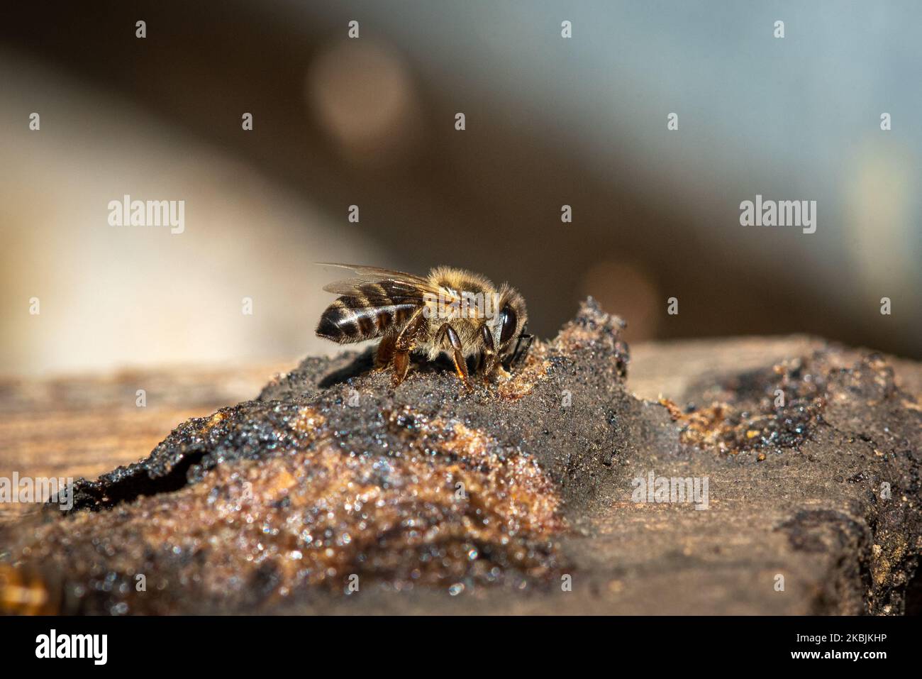 Honey bees, Apis mellifera, recycling propolis from the remains of a ...
