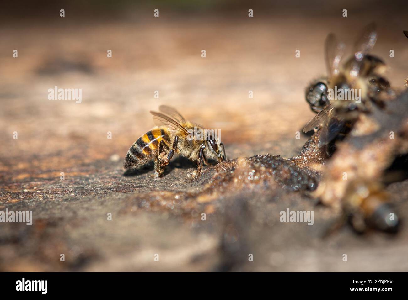 Honey bees, Apis mellifera, recycling propolis from the remains of a ...