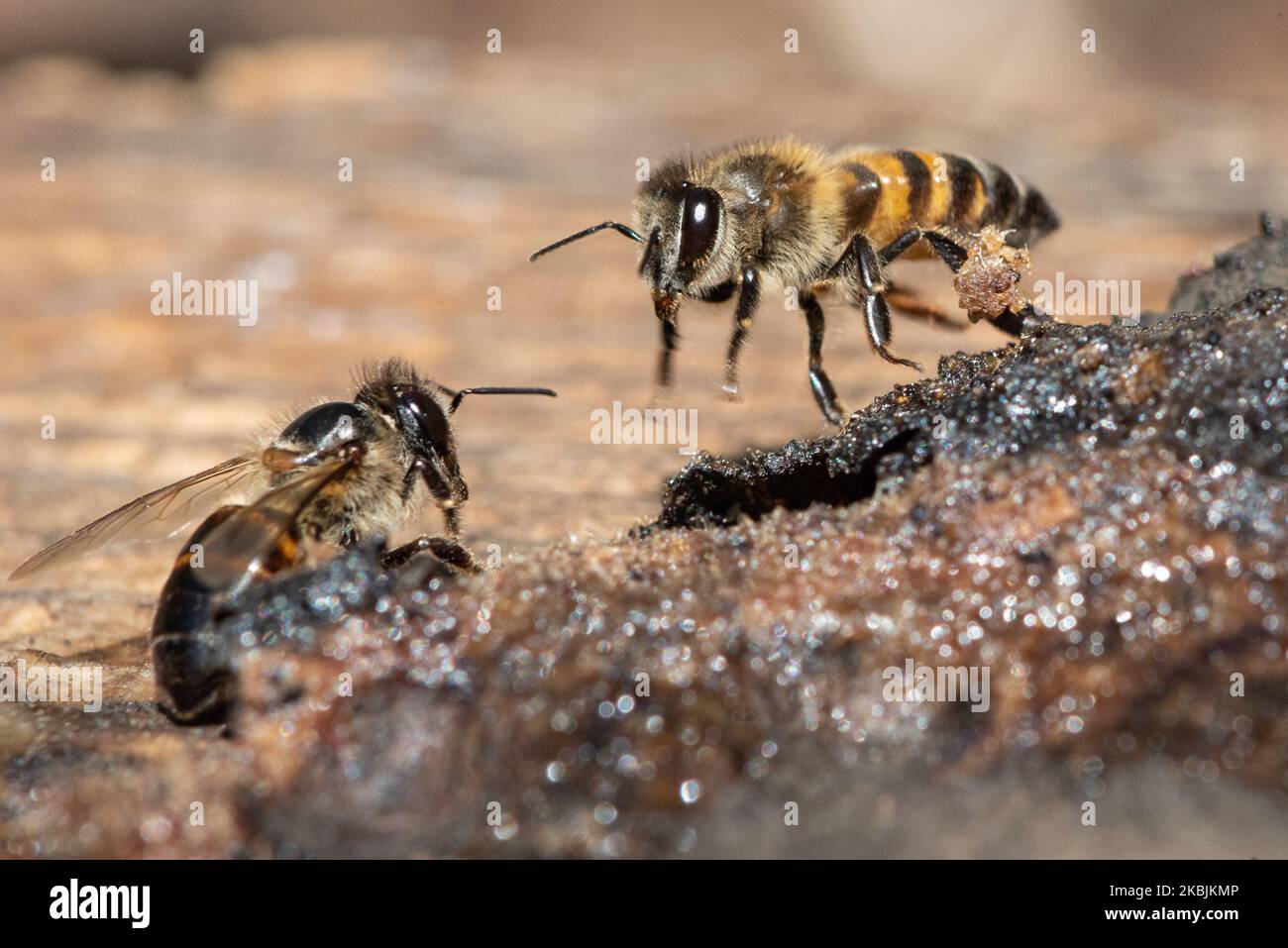 Honey bees, Apis mellifera, recycling propolis from the remains of a ...