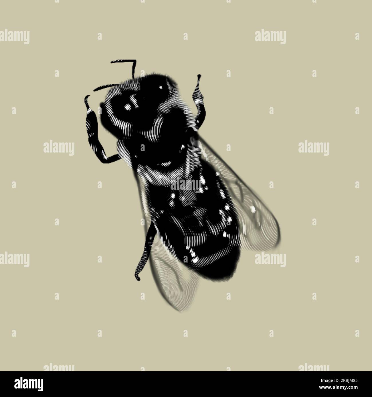 graphic engraving. Graphic bee. Realistic ink bee. honey bee Stock ...