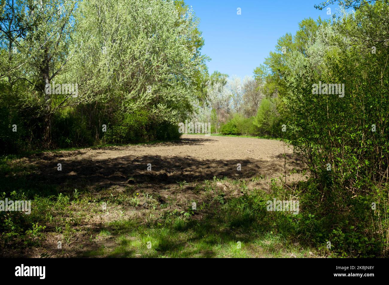 plough field and spring green tress and bushes Stock Photo - Alamy