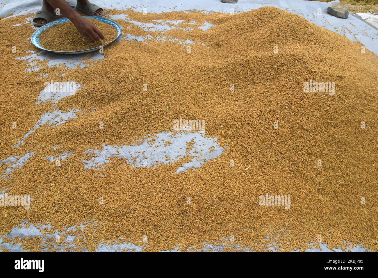 A resident drying the grain before being processed into rice as food in ...