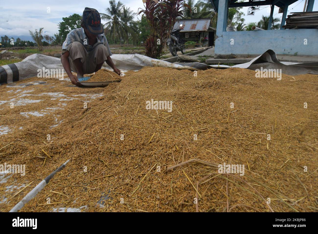 A resident drying the grain before being processed into rice as food in ...