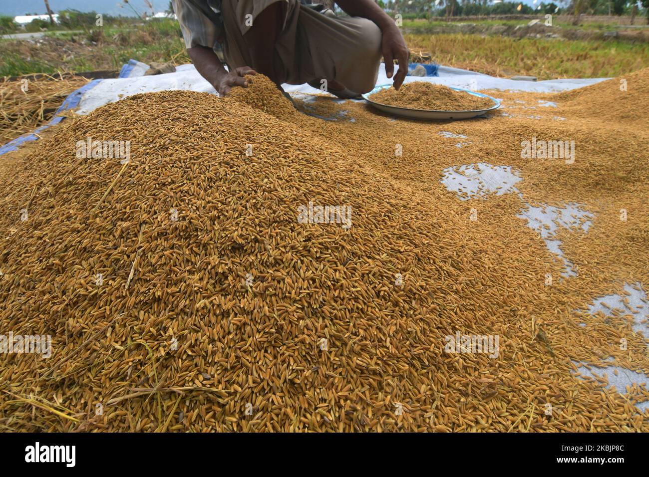 A resident drying the grain before being processed into rice as food in ...