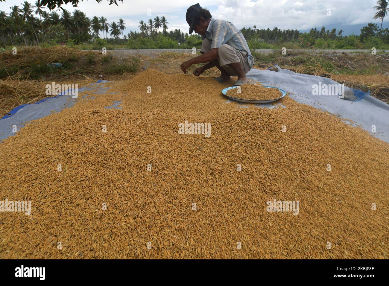 A resident drying the grain before being processed into rice as food in ...