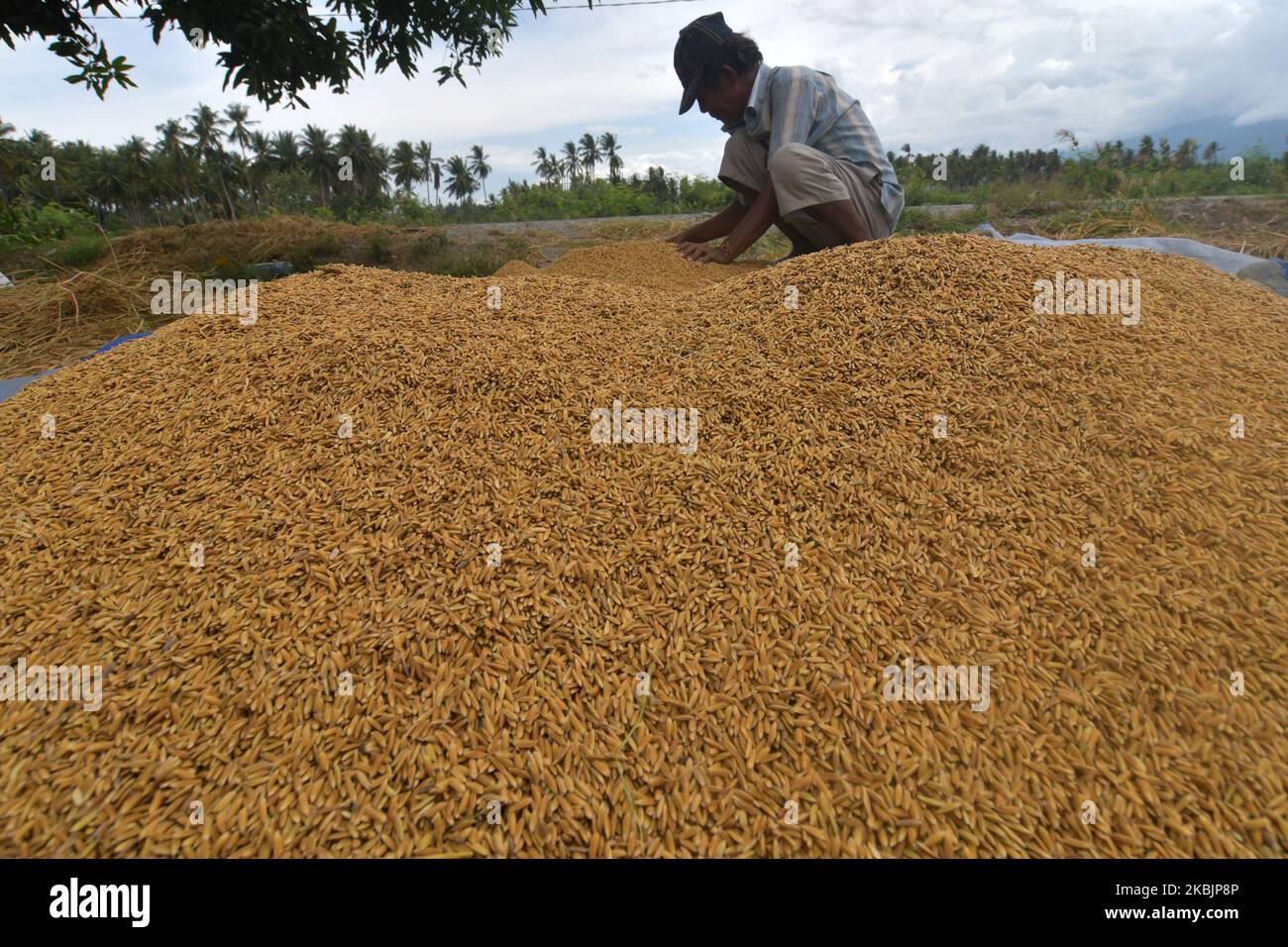 A resident drying the grain before being processed into rice as food in ...