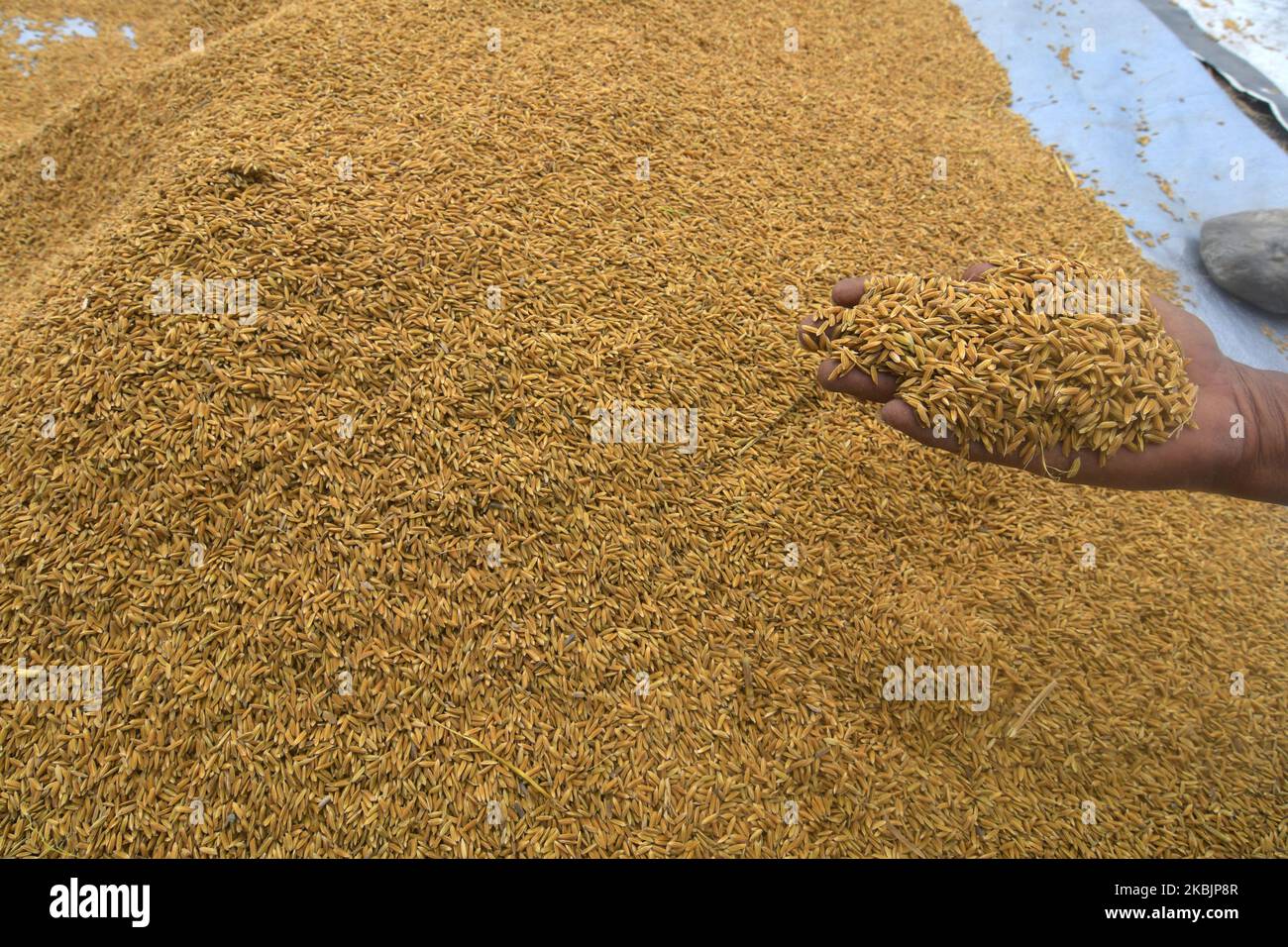 A resident drying the grain before being processed into rice as food in ...