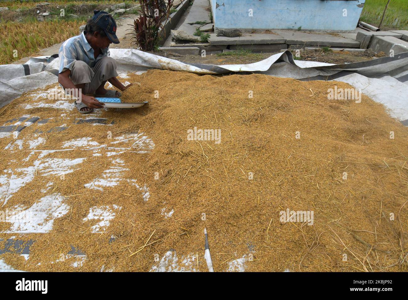 A resident drying the grain before being processed into rice as food in ...