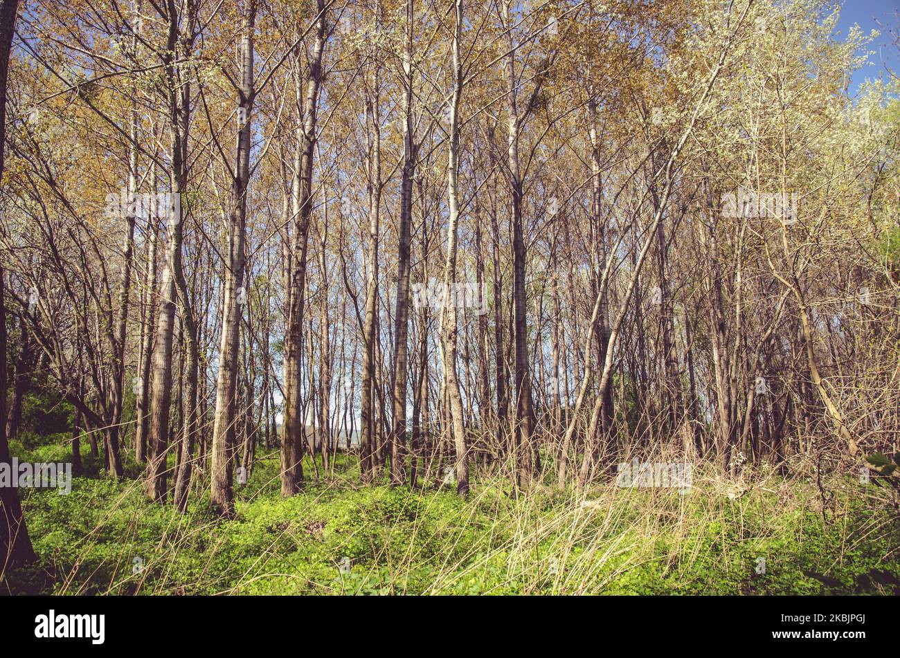 group of young trees in spring season Stock Photo - Alamy