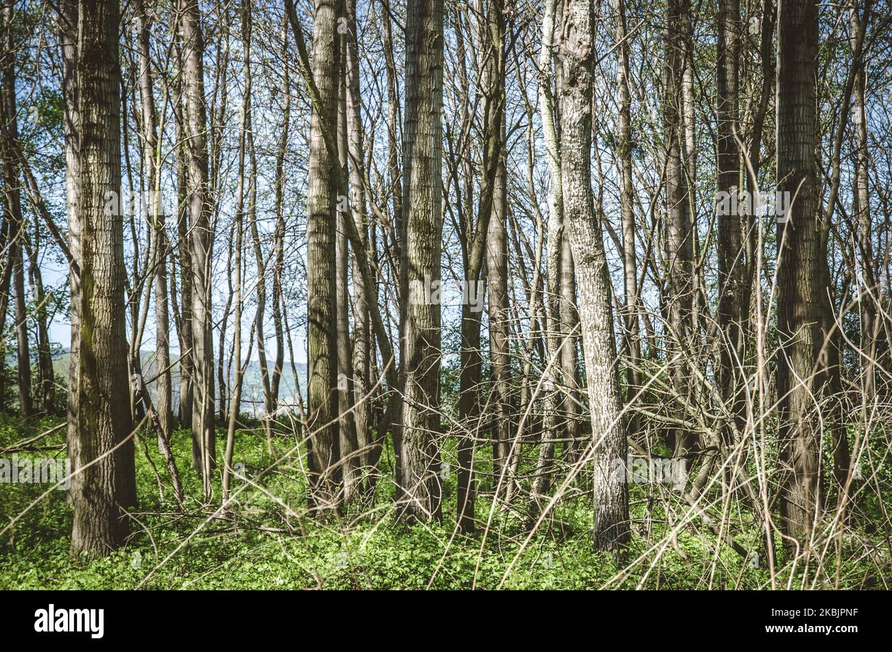 group of young trees in spring season Stock Photo - Alamy