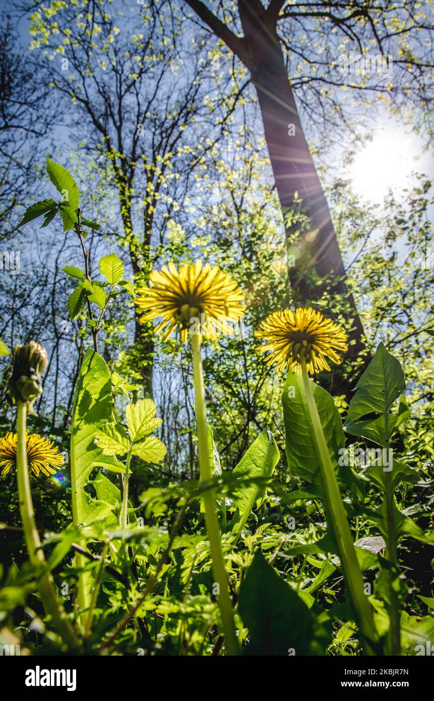 Dandelion daisy flowers tree hi-res stock photography and images - Alamy