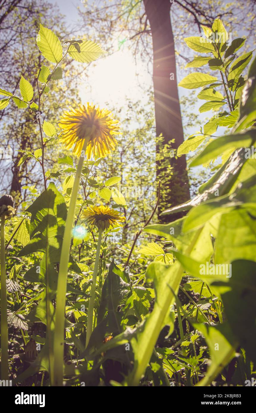 yellow dandelion flower and sunshine through trees pastel tone Stock ...