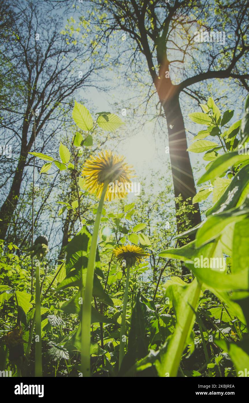 yellow dandelion flower and sunshine through trees Stock Photo - Alamy
