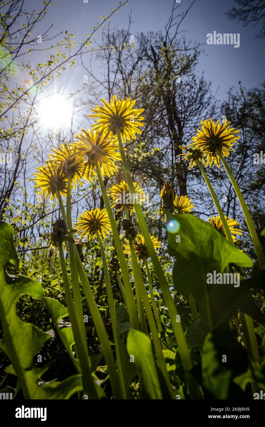 yellow dandelion flower and sunshine through trees Stock Photo - Alamy